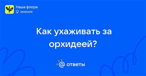 Как ухаживать за орхидеей Ответы Mail