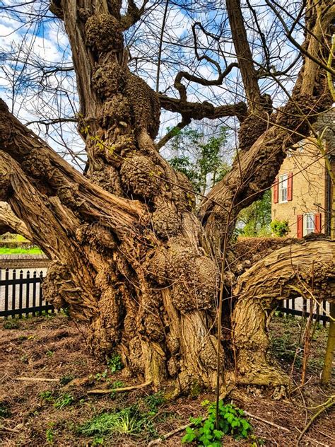 Centuries Old Tree In A Castle Courtyard Stock Photo Image Of Netherlands Ancient 234519486