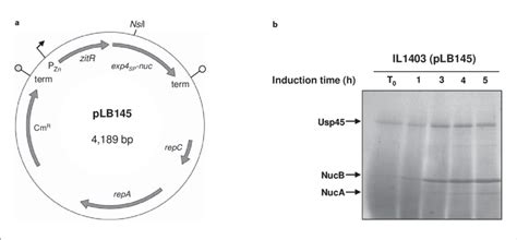 Staphylococcal Nuclease Production Using The P Zn Zitr Sp Exp4 Download Scientific Diagram