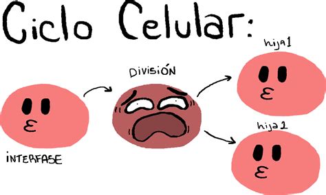 Biología Celular Ciclo Celular Interfase