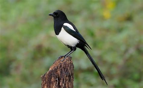 Magpie Facts Identification Diet Migration Info Etc Binocular Base