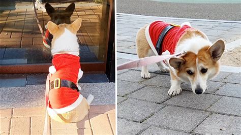 산책 3시간 하고도 집에 안간다고 버티는 이유 Youtube