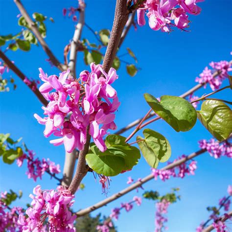 Eastern Redbud Tree Information