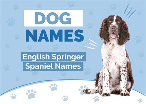 100 Cocker Spaniel Names Ideas For Regal And Loyal Dogs Hepper Pet