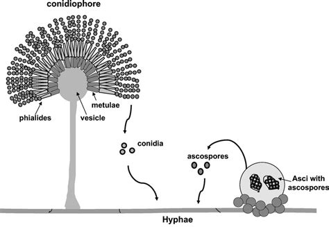 Ascomycota Encyclopedia Mdpi