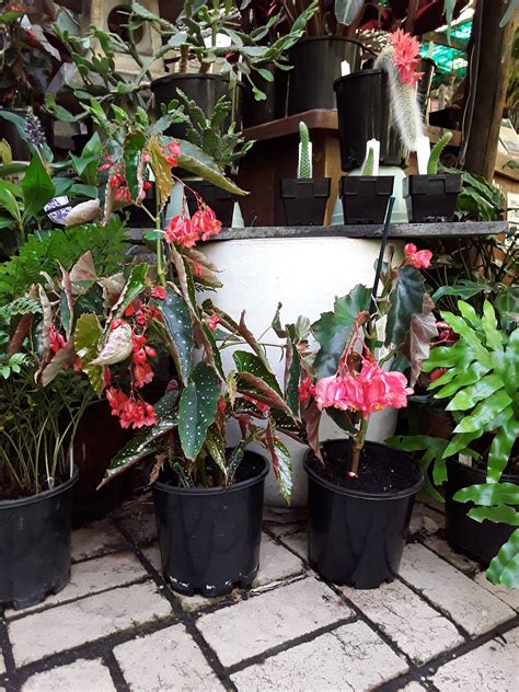 Roraima Nursery Home Facebook