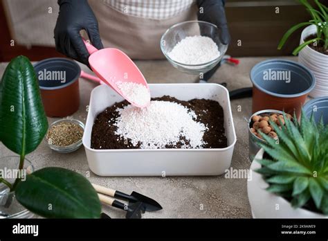 Preparation Of Soil Substrate For Planting Houseplant Into A Pot Stock Photo Alamy