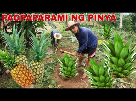 Pagtatanim Ng Malalaking Pinya Pag Harvest Ng Guyabano At Saging YouTube