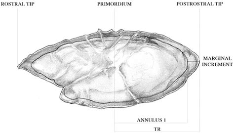 Schematic Representation Of The European Anchovy Whole Otolith Sagitta Download Scientific