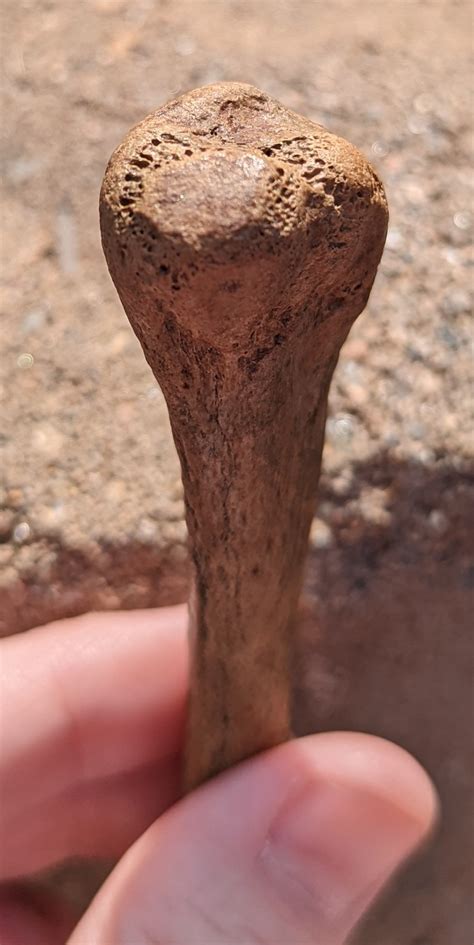 Small Bone Rib Fossil Id The Fossil Forum