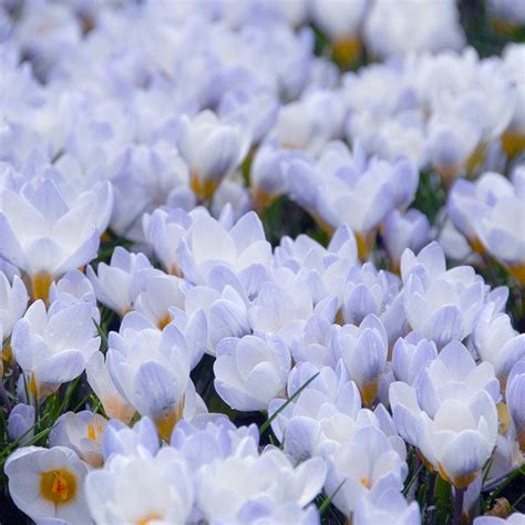 Crocus Bulbs Saffron Crocus Bulbs Johnsons Seeds