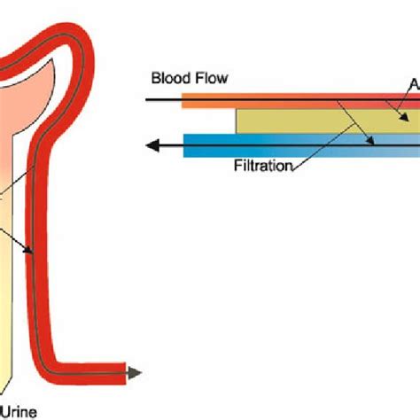13 Recirculation Flow Rate In The Vascular Access Download Scientific