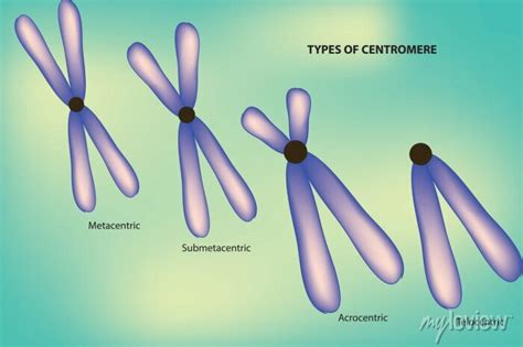 Centromere Classification Of Chromosomes • Adesivos Para A Parede Fundo