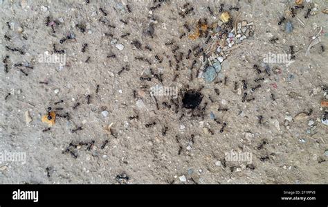 Black Ants Nest Hi Res Stock Photography And Images Alamy