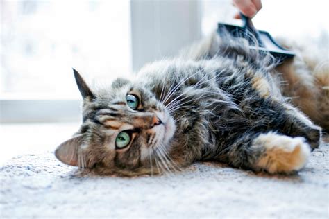 Cat Winter Coat Vs Summer Coat What Is The Difference