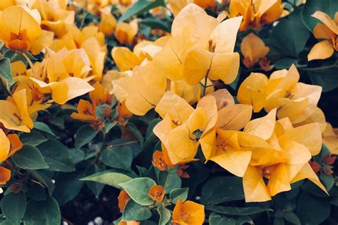 How to Grow and Care for Bougainvillea | Gardener’s Path