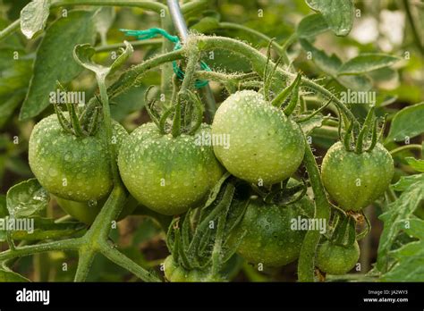 Flower Plant Drop Tomatoes Tomatos Rain Lawn Green Drip Drops