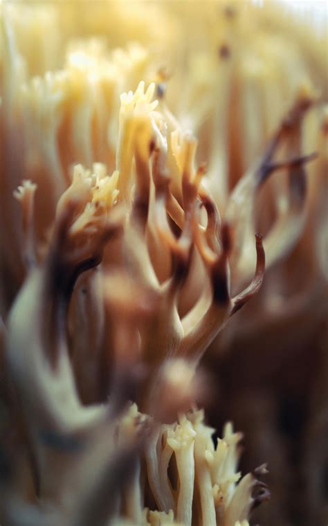 Fungus Microscope Photos Download The Best Free Fungus Microscope
