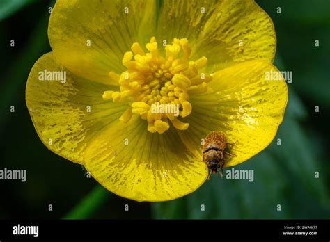 Raspberry Beetle Byturus Tomentosus On Flower These Are Beetles From
