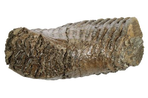 75 Partial Fossil Woolly Mammoth Molar Siberia 235037 For Sale 75 Partial Fossil Woolly Mammoth Molar Siberia 235037 For Sale