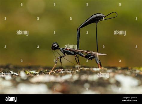 A Female Bicolored Crown Wasp Megischus Bicolor Oviposits Into The