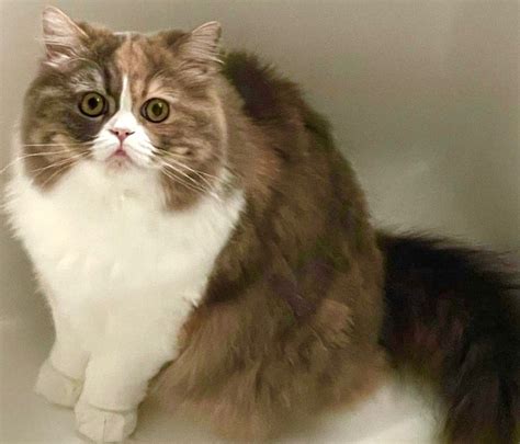 のぞき猫 No 88 キャリーちゃん 黒豆目線茶豆目線
