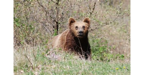 Не гледаме мечката в очите