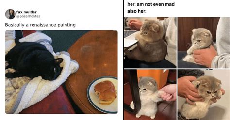 Cat Memes For Those Who Need A Bit Of Feline Funny Memebase Funny Memes