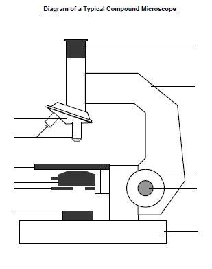 BIOL Lab Practical Diagram Quizlet