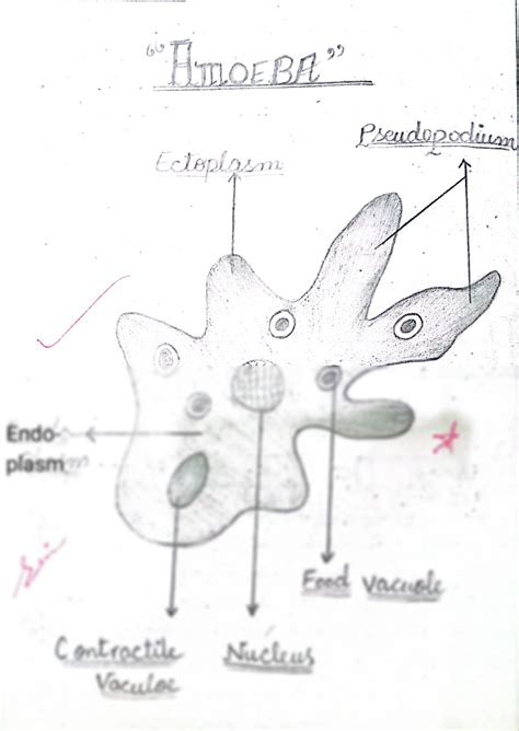 SOLUTION Identification Of Chlorella Euglena Amoeba Volvox Ulothrix