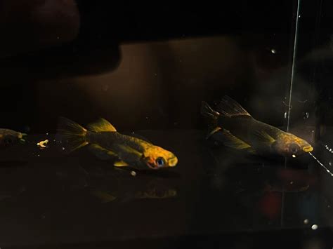 【未使用】五式タイプr光体型リアルロングフィン 稚魚5匹 西郷めだか様血統 五式 Typer God リアル 光体型 めだか メダカ の落札