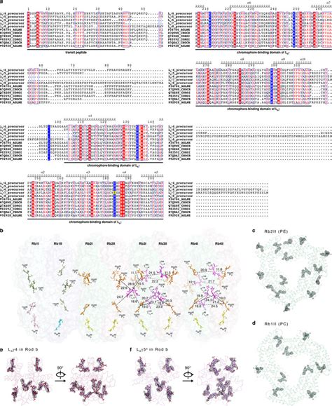 Sequence Alignment Of Lrγ48 And The γ Subunits From Different Red Download Scientific Diagram