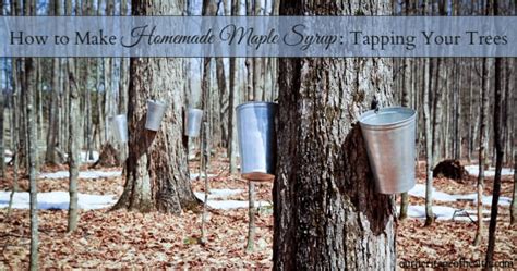 How To Make Homemade Maple Syrup Tapping Your Maple Trees Our Heritage Of Health
