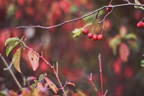 Premium Photo Berry Fruit In New York City