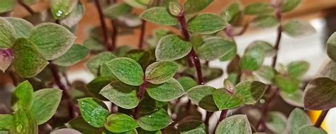 Plant therapy • Декоративно-лиственные растения | Декоративно ...