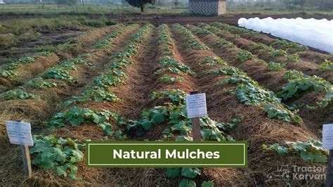 List Of Different Type Mulch Used In Agriculture