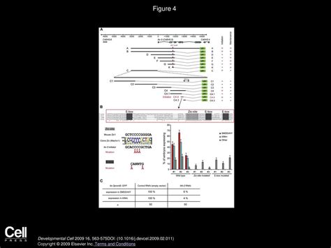 Linking Asymmetric Cell Division To The Terminal Differentiation