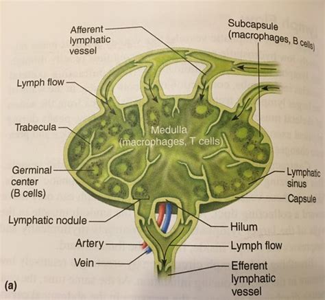 Chapter 16 Lymphatic System Flashcards Quizlet