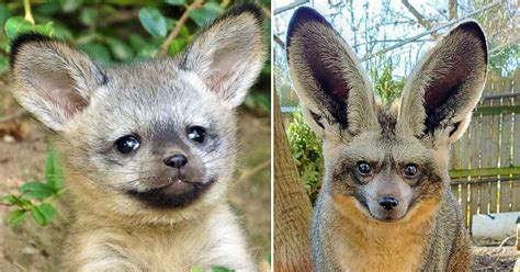 The Bat Eared Fox African Savannas Fox With Extraordinary Ears Illuzone