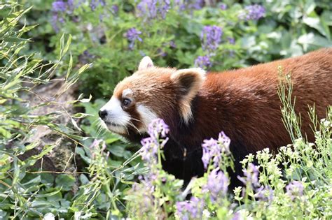 더쿠 푸릇푸릇한 야외방사장과 아주 잘 어울리는 붉은 털을 가진 서울대공원 레서판다 리안이 1살 시절