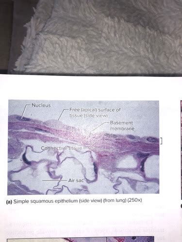 Anatomy Lab Quiz 2 Flashcards Quizlet