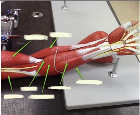 Arm 9 Diagram Quizlet