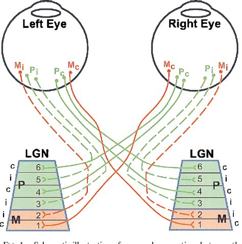 Figure 1 From Early Divergence Of Magnocellular And Parvocellular Functional Subsystems In The