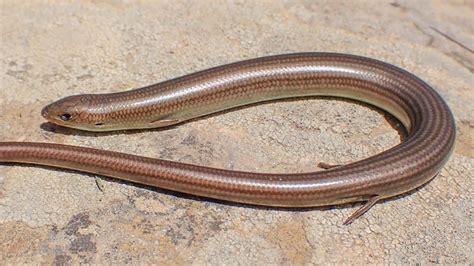 Gestreepte Hazelskinkwestern Three Toed Skink Chalcides Striatus