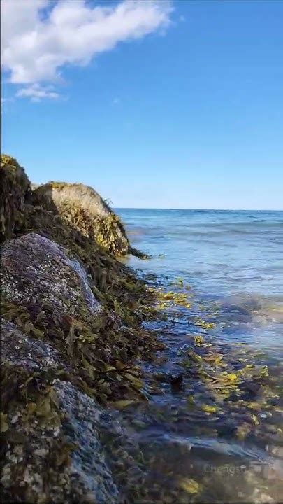 Rockweed Waves Asmr Youtube