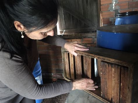 Morte De Abelhas Laudo Confirma Morte Por Agrotóxico Jornal Semanário