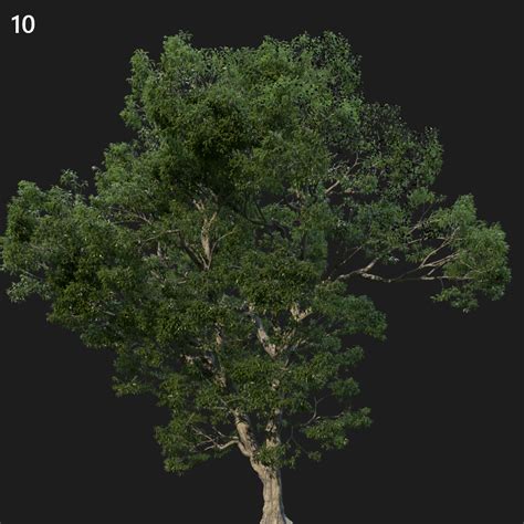 Castanea Sativa Tree Proxy Model Proxy Dnd