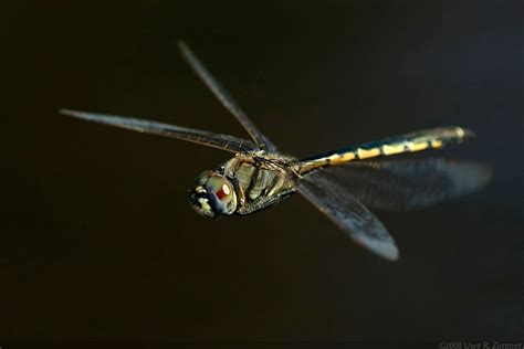 Dragonfly In Flight Macro
