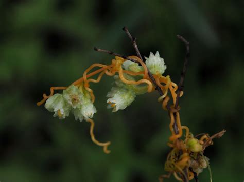Cuscuta Chinensis