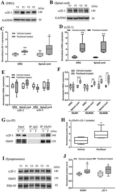 Increased Nmda Receptor Coupling Potentiates Glutamatergic Input